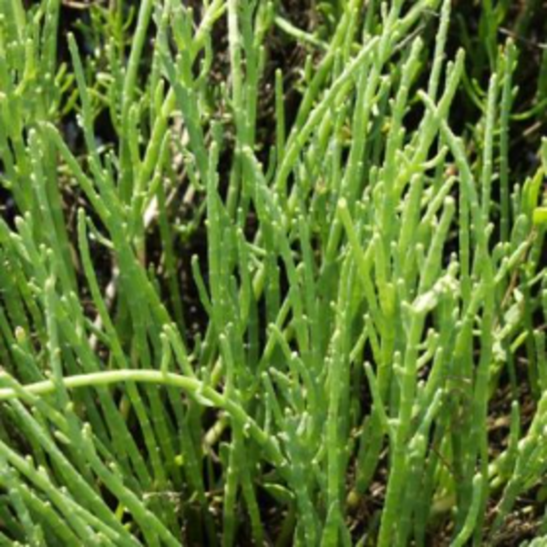 Spurrell Foraging | Order your Other - Food quickly and easily today!